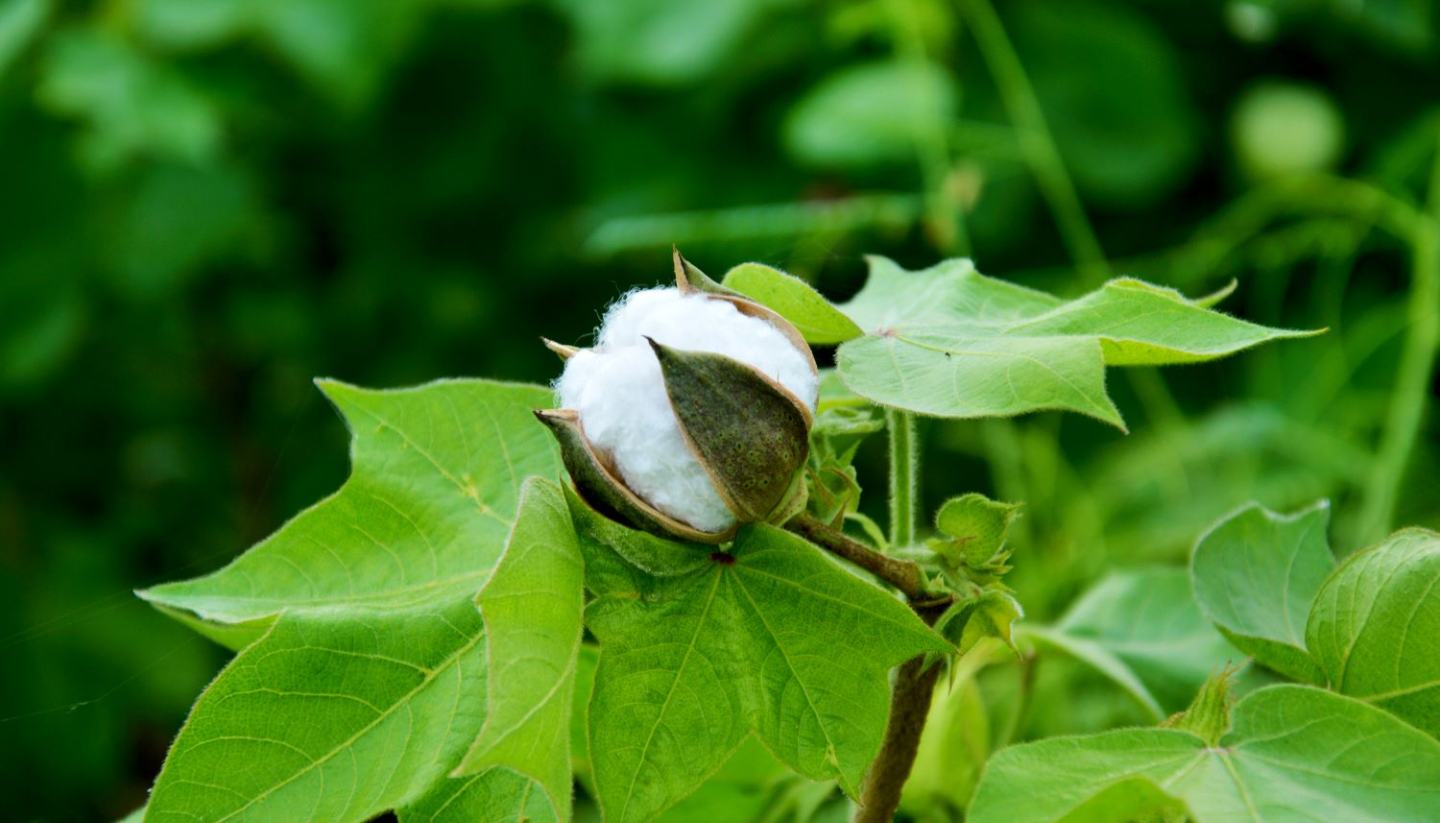 Isoflex Active Overview | FMC Corp