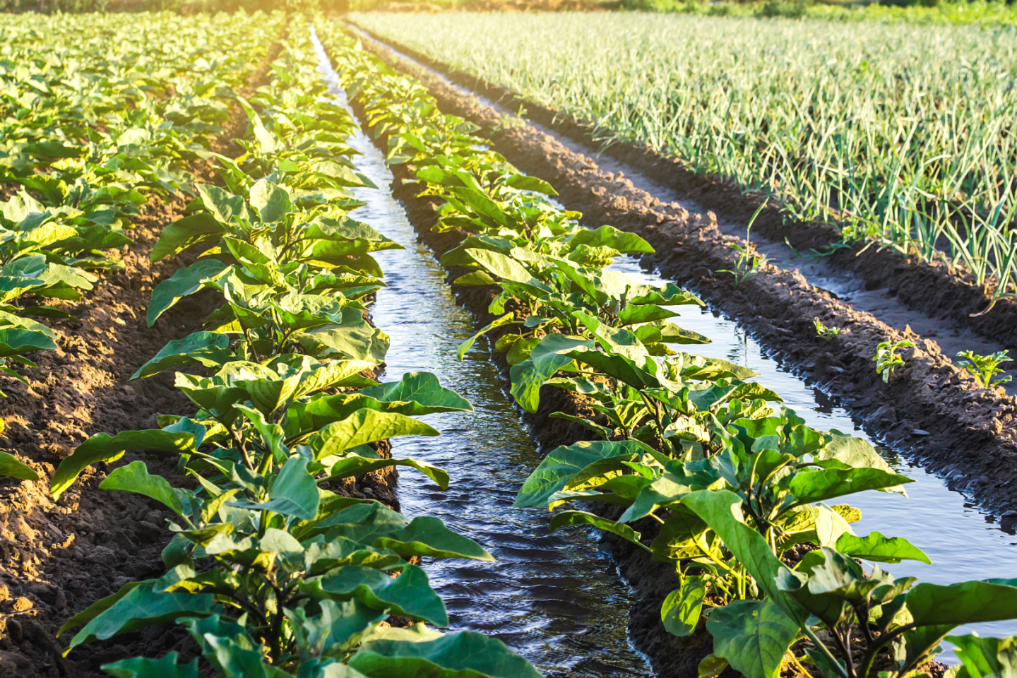 FMC Corporation receives first product registration in Brazil for ...